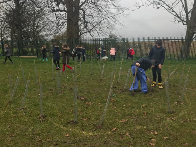 Tree Planting in Primary | Chichester Free School